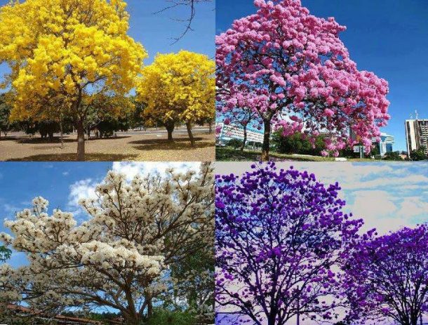 Ipê, Brazil's National Flower | The Guide